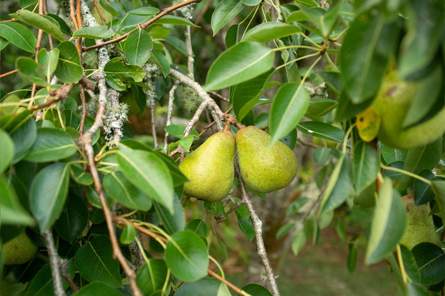 Packham Pears - 2KG Bag | Apteds Orchards, Melbourne, Victoria